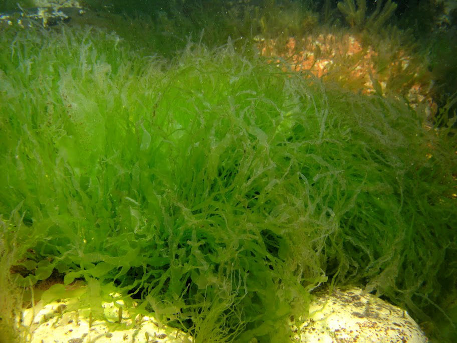 Ulva spp. (U. lactuca) - Lettuce Algae, Sea Lettuce : 네이버 블로그